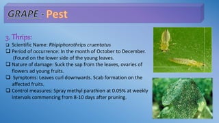 Grape cultivation | PPTX