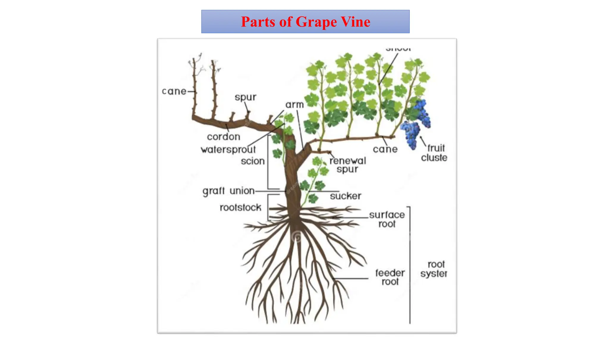 grape.pptx Crop improvement and production | PPTX
