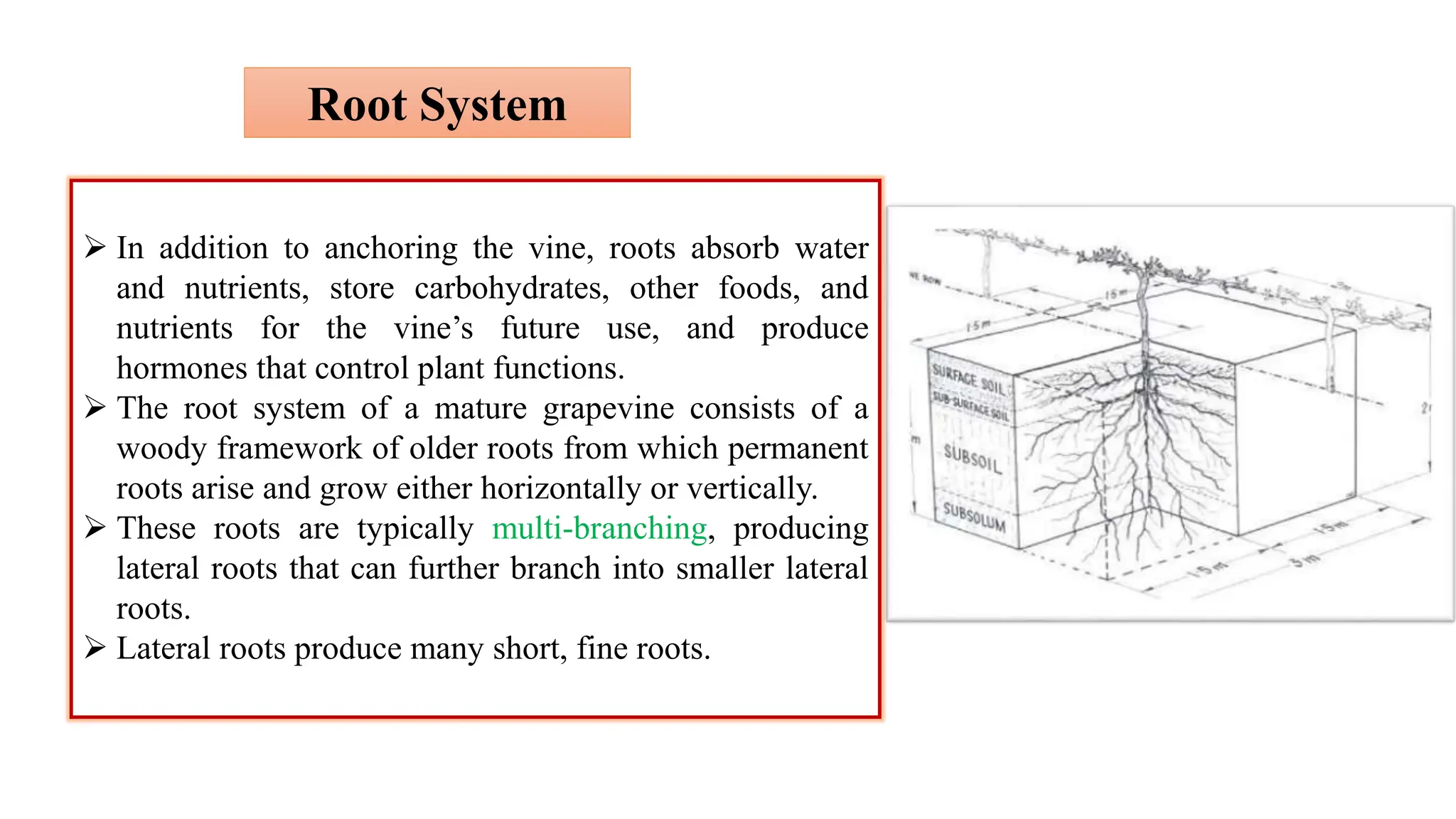 grape.pptx Crop improvement and production | PPTX
