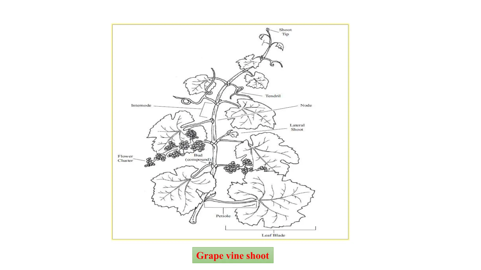 grape.pptx Crop improvement and production | PPTX