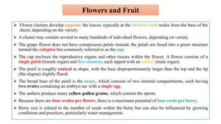 grape.pptx Crop improvement and production | PPTX