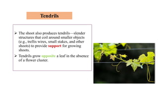 grape.pptx Crop improvement and production | PPTX