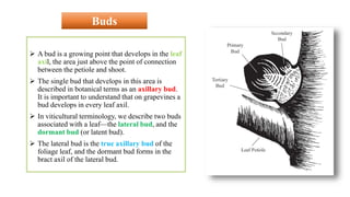 grape.pptx Crop improvement and production | PPTX