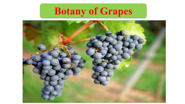 grape.pptx Crop improvement and production | PPTX
