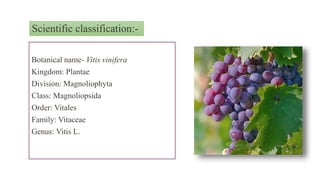 grape.pptx Crop improvement and production | PPTX