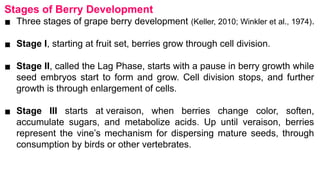 All about Grape Berry Devlopment stages.pptx