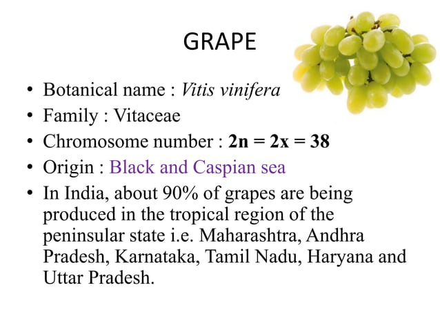 Grape breeding | PPTX | Gardening | Home & Garden