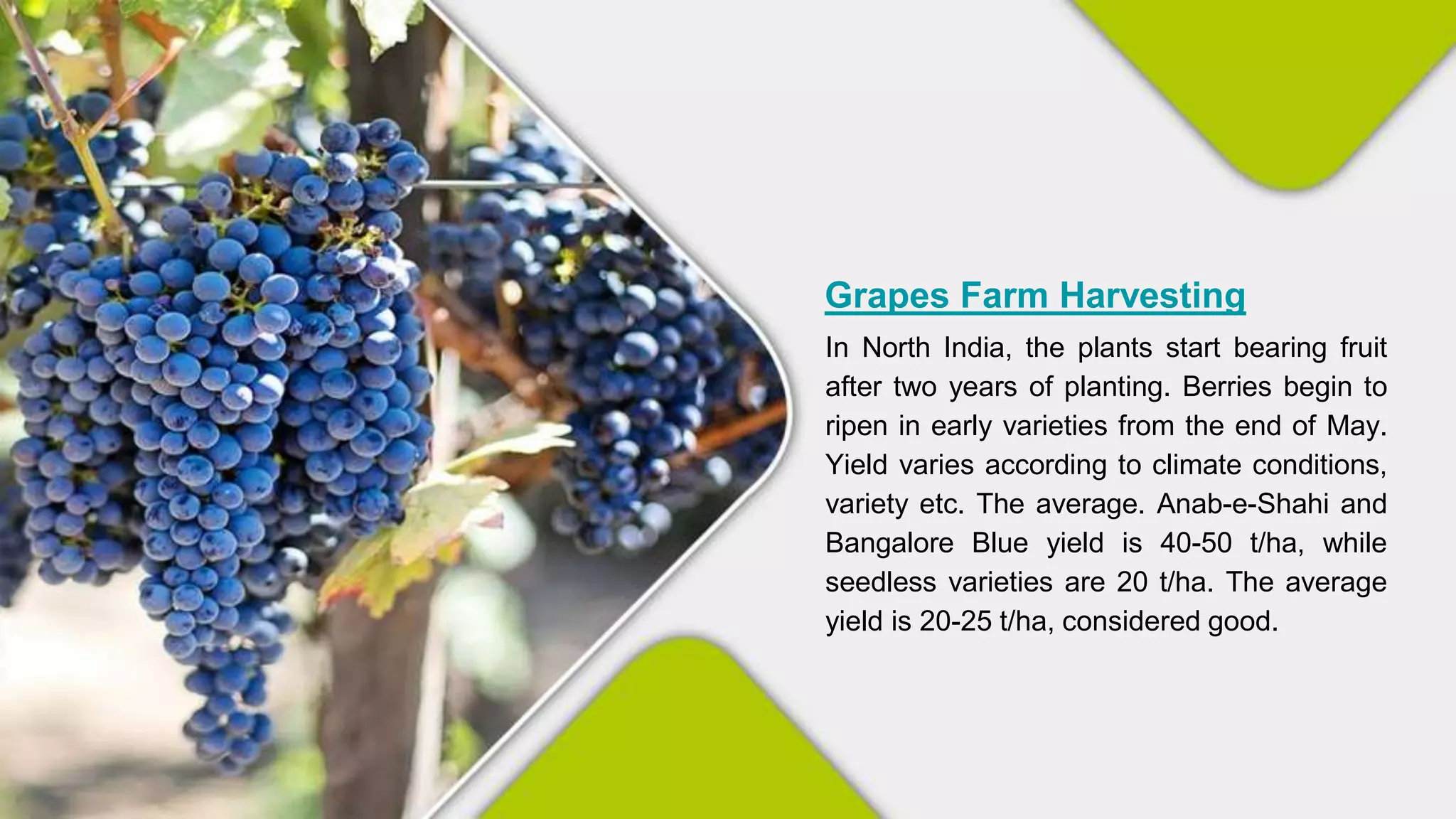 Grape Farming in India cultivation, uses & varieties | PPTX