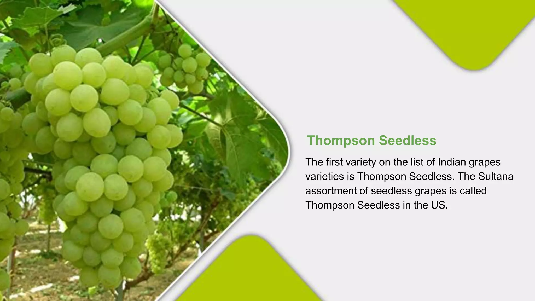 Grape Farming in India cultivation, uses & varieties | PPTX