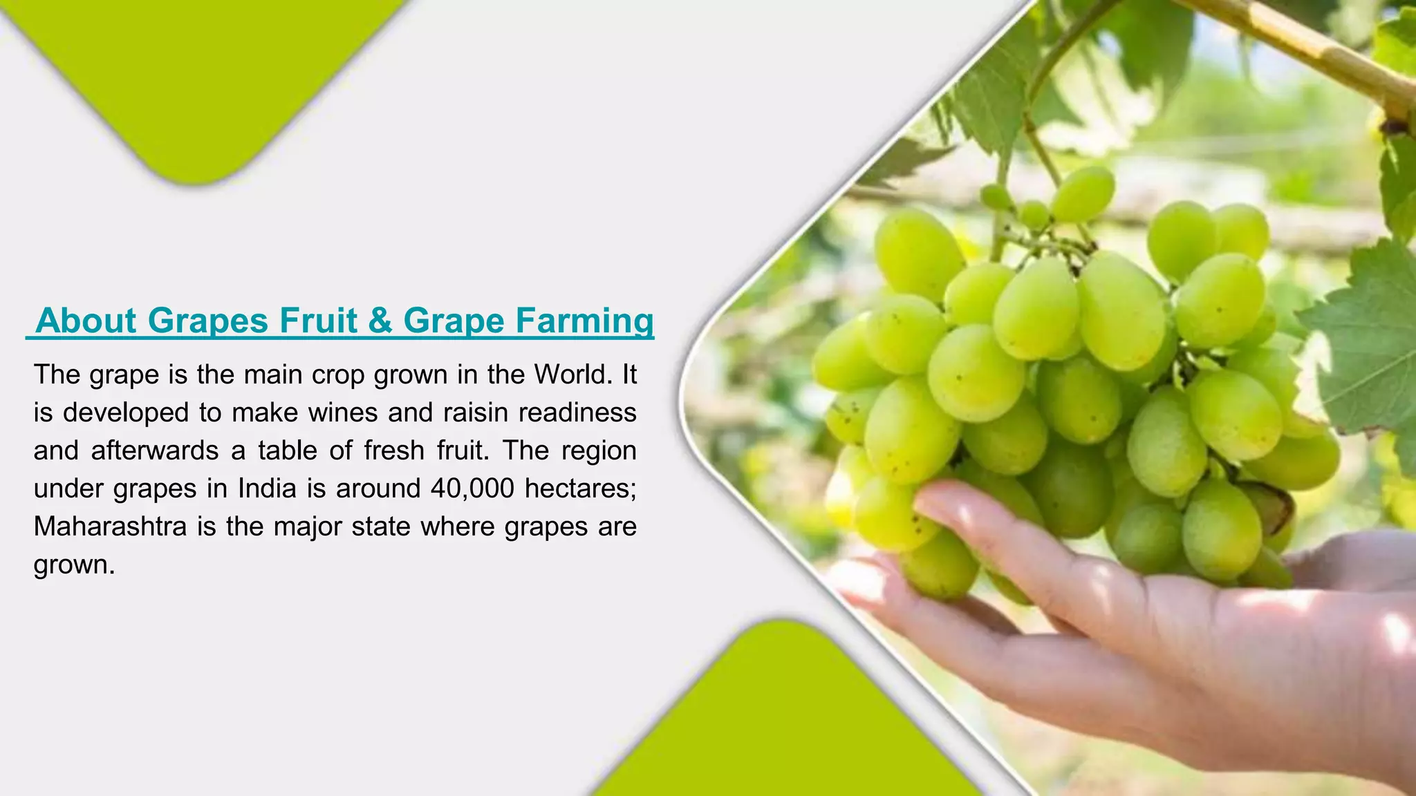 Grape Farming in India cultivation, uses & varieties | PPTX