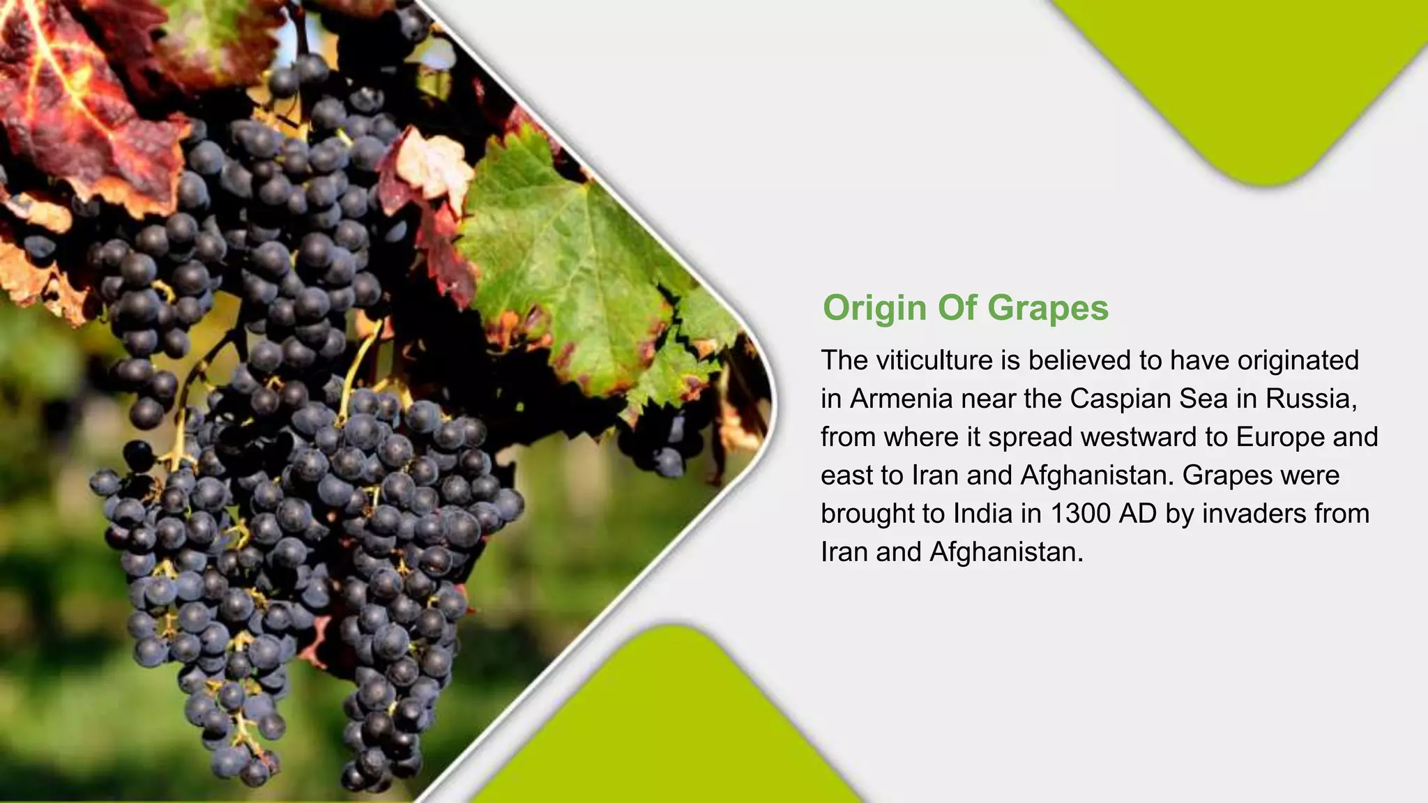Grape Farming in India cultivation, uses & varieties | PPTX