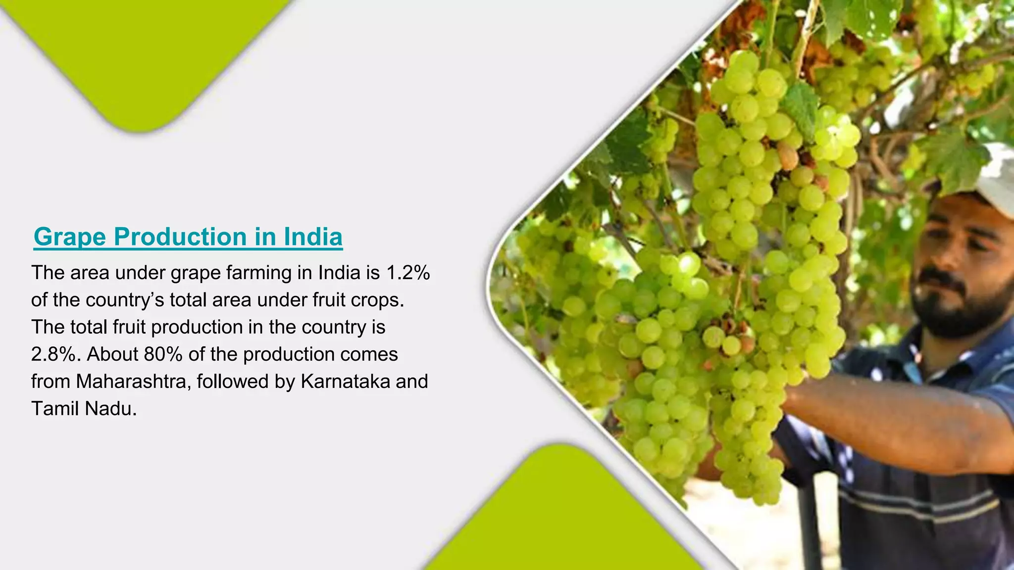 Grape Farming in India cultivation, uses & varieties | PPTX
