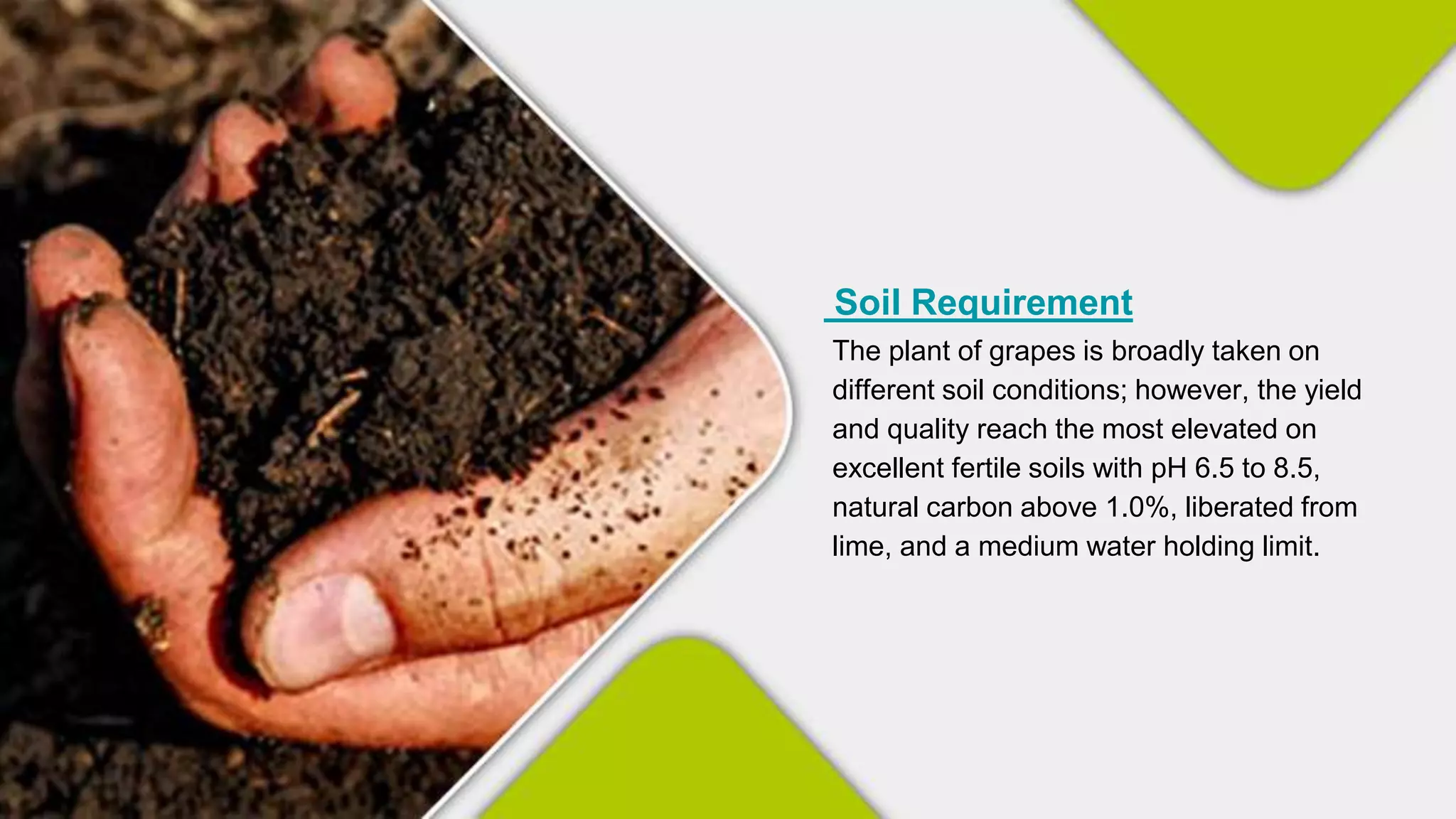 Grape Farming in India cultivation, uses & varieties | PPTX