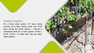 Grape Farming in India cultivation, uses & varieties | PPTX