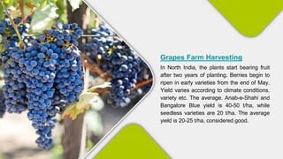 Grape Farming in India cultivation, uses & varieties | PPTX