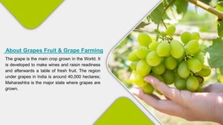 Grape Farming in India cultivation, uses & varieties | PPTX