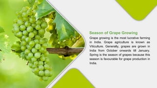 Grape Farming in India cultivation, uses & varieties | PPTX
