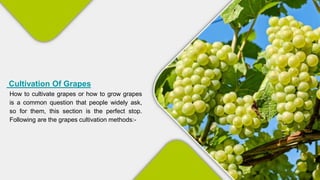 Grape Farming in India cultivation, uses & varieties | PPTX