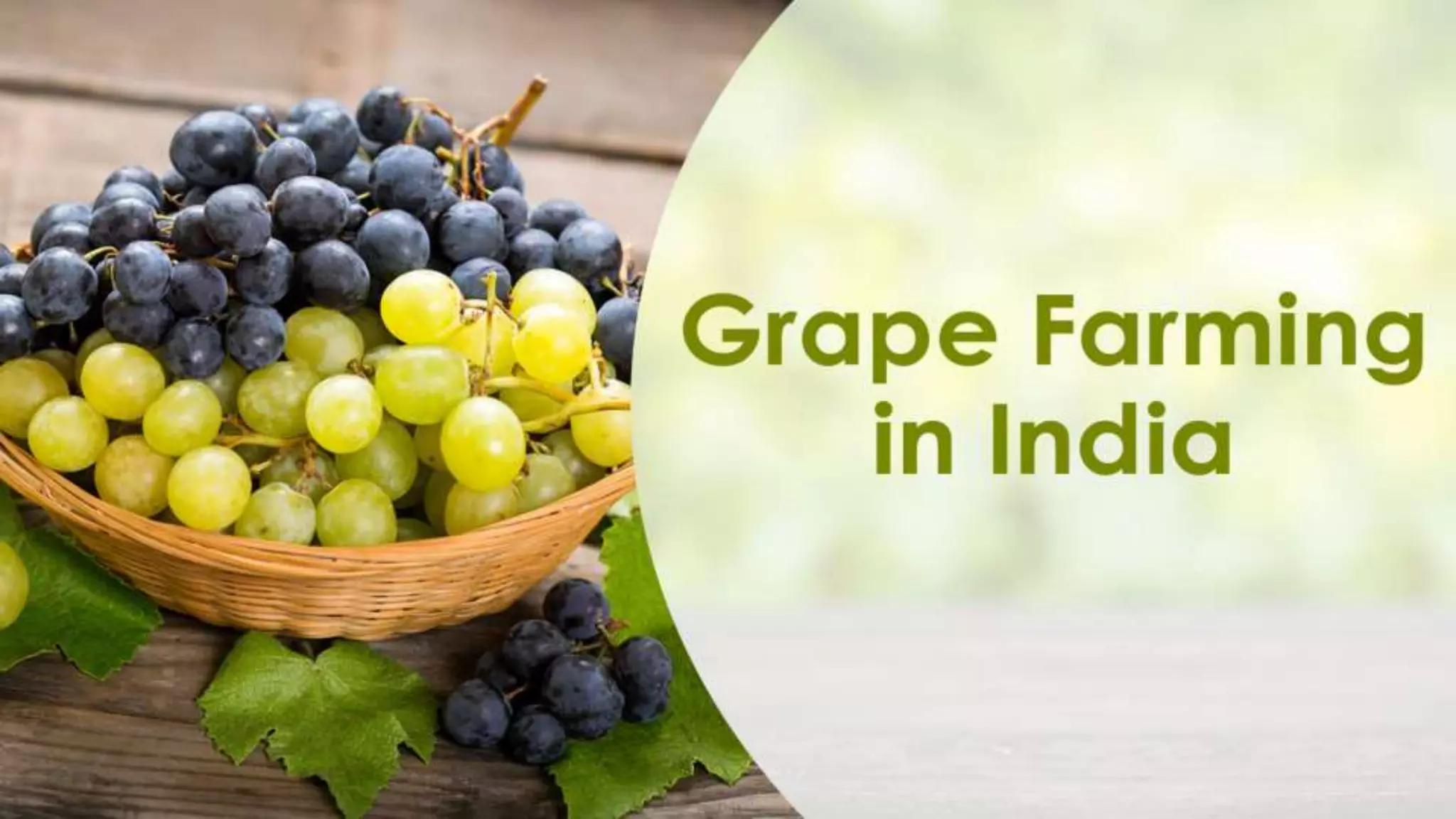 Grape farming in india | PPTX