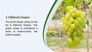 Grape farming in india | PPTX
