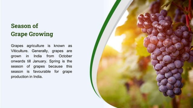 Grape farming in india | PPTX | Gardening | Home & Garden