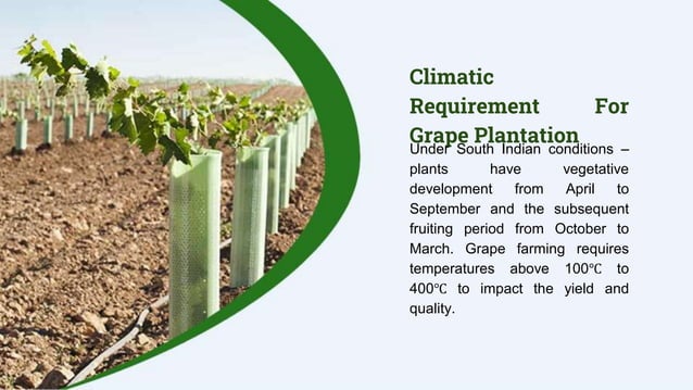 Grape farming in india | PPTX | Gardening | Home & Garden