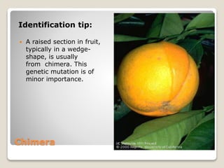Grape fruit Physiological Didsorders A Lecture By Allah Dad Khan To FFS ...