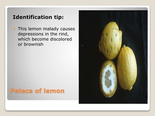 Grape fruit Physiological Didsorders A Lecture By Allah Dad Khan To FFS ...