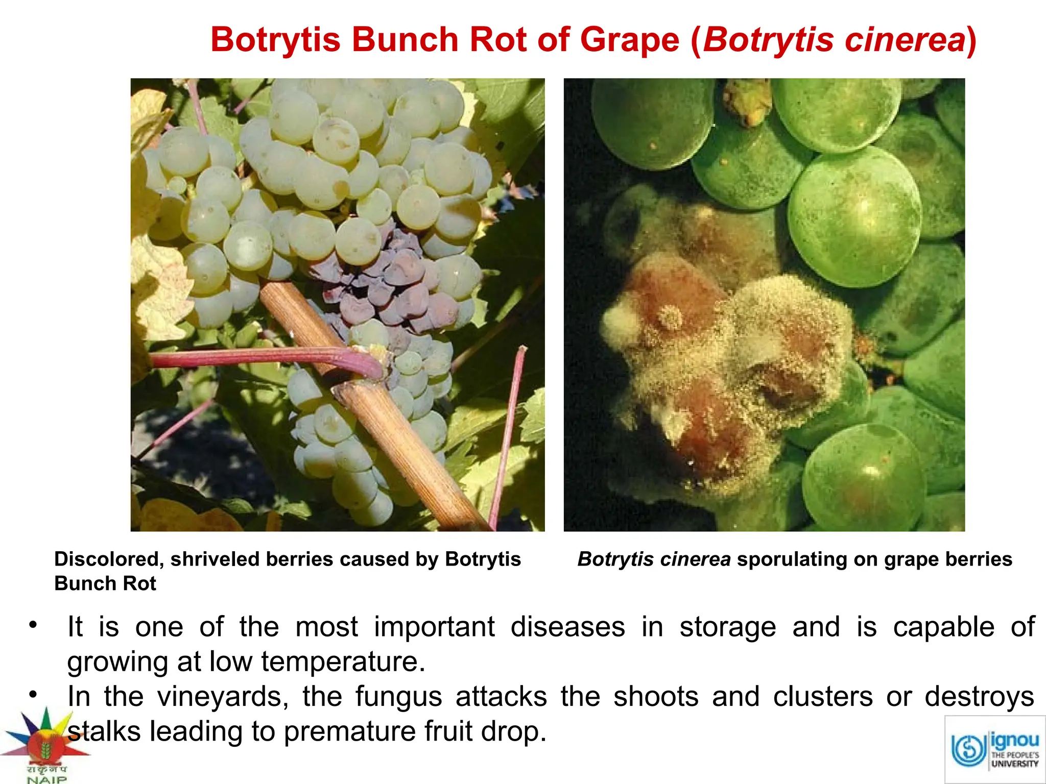 Grape fungal Bacterial and Viral Diseases.ppt