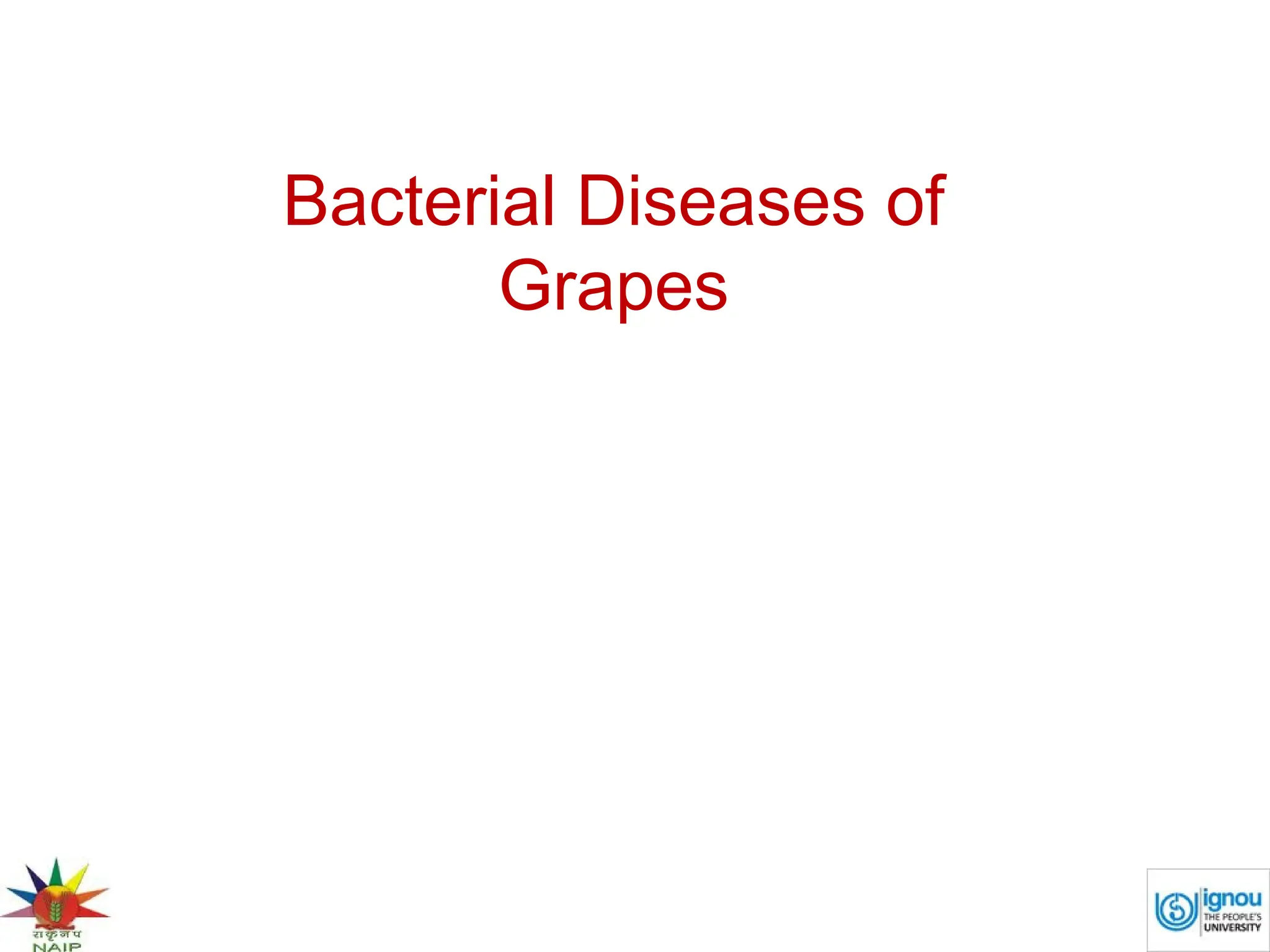 Grape fungal Bacterial and Viral Diseases.ppt
