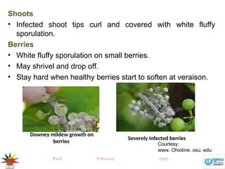 Grape fungal Bacterial and Viral Diseases.ppt