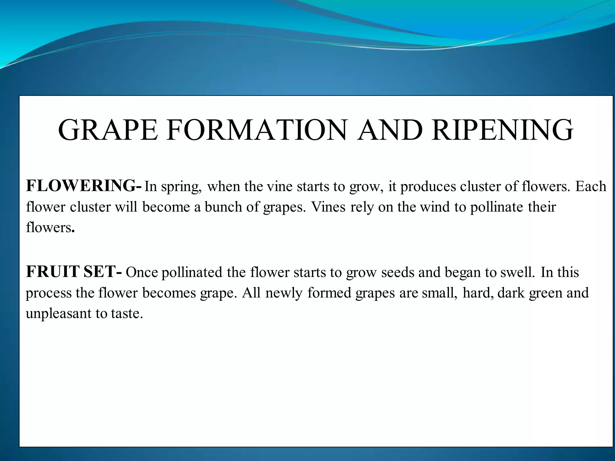 grape growing and related terms.docx