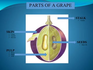 grape growing and related terms.docx