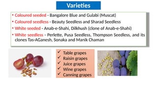 Grapes - 1.pptx jjrjdjdkrkrkrjrjrkkrifjfjfjfj | PPTX
