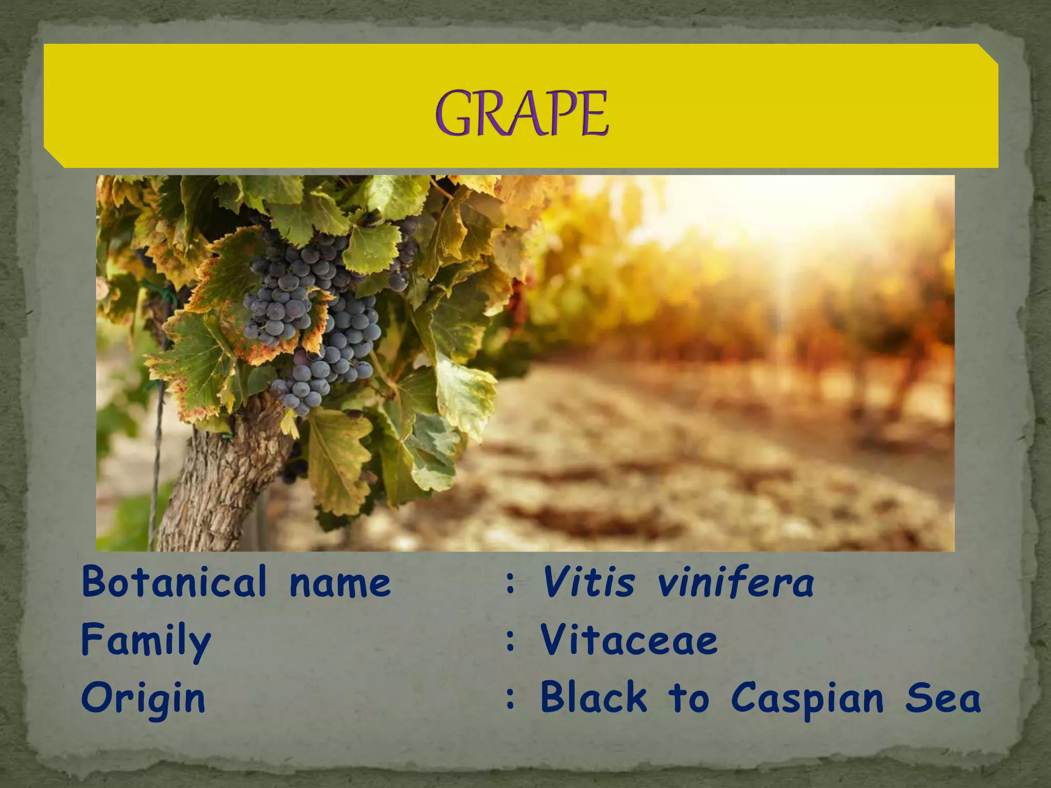 Grapes - Dr. Mahesh Ghuge | PPTX