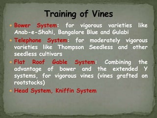 Grapes - Dr. Mahesh Ghuge | PPTX