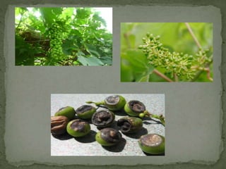 Grapes - Dr. Mahesh Ghuge | PPTX