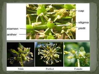 Grapes - Dr. Mahesh Ghuge | PPTX