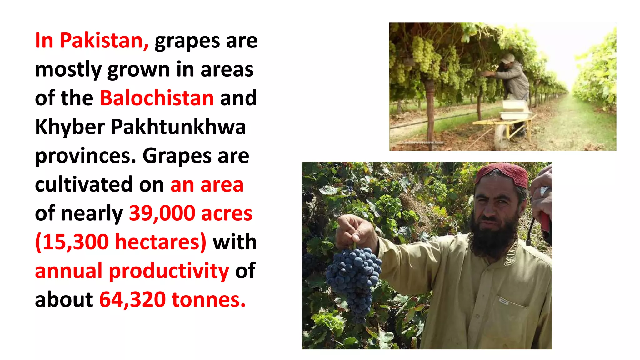 Grapes | PPT