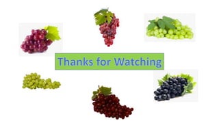 Grapes | PPT