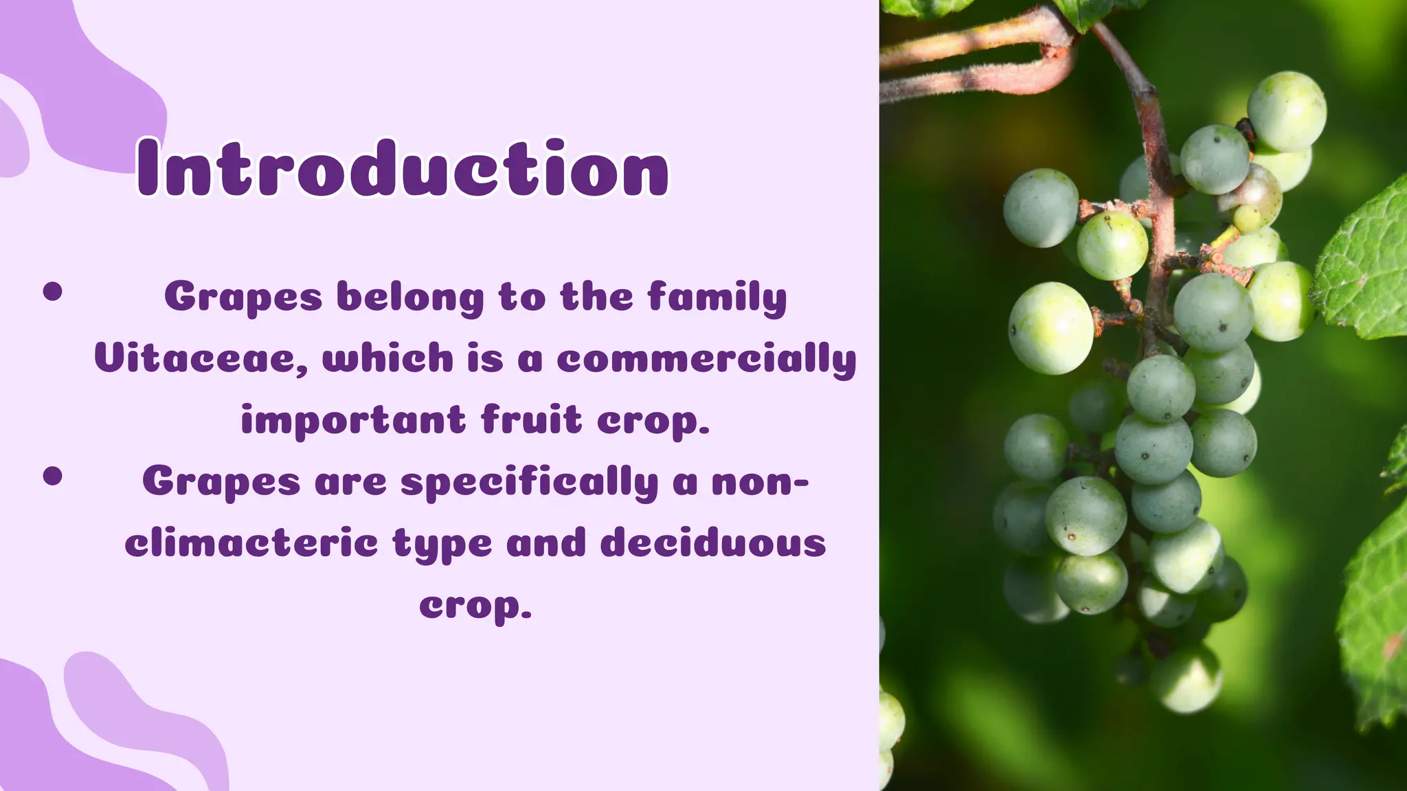 Post harvest maturity indices of the grape fruit. | PDF