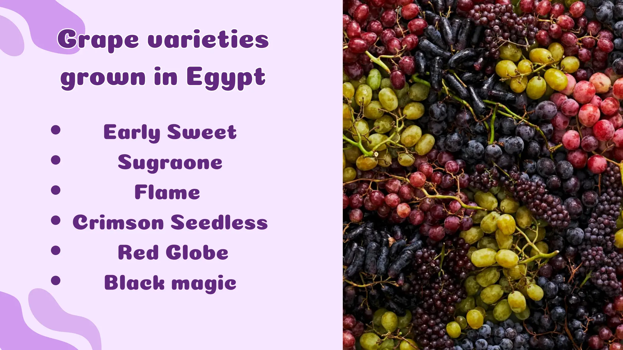 Post harvest maturity indices of the grape fruit. | PDF