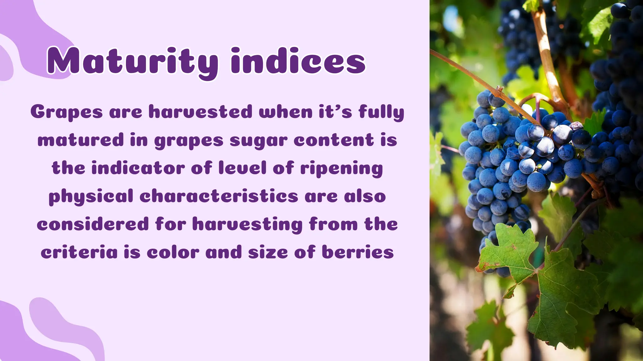 Post harvest maturity indices of the grape fruit. | PDF