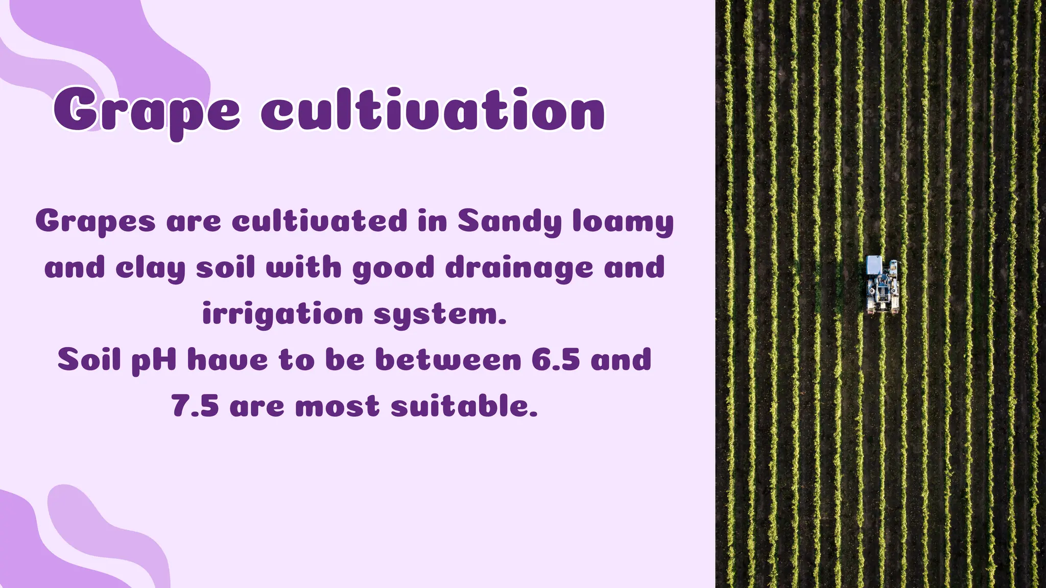 Post harvest maturity indices of the grape fruit. | PDF