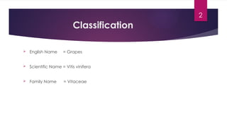 production technology of the Grapes.pptx
