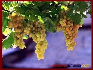 Grapes Blessing | PPT