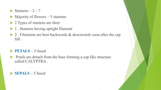 Grapes breeding | PPTX