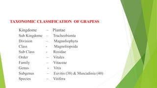 Grapes breeding | PPTX