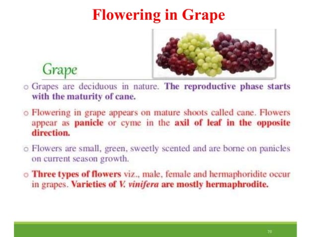 Cultivation practice of Grape in Nepal.pptx | Agriculture | Industries