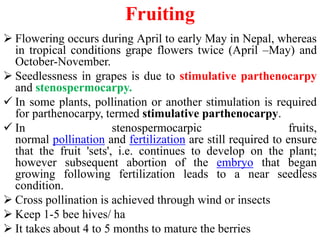 Cultivation practice of Grape in Nepal.pptx
